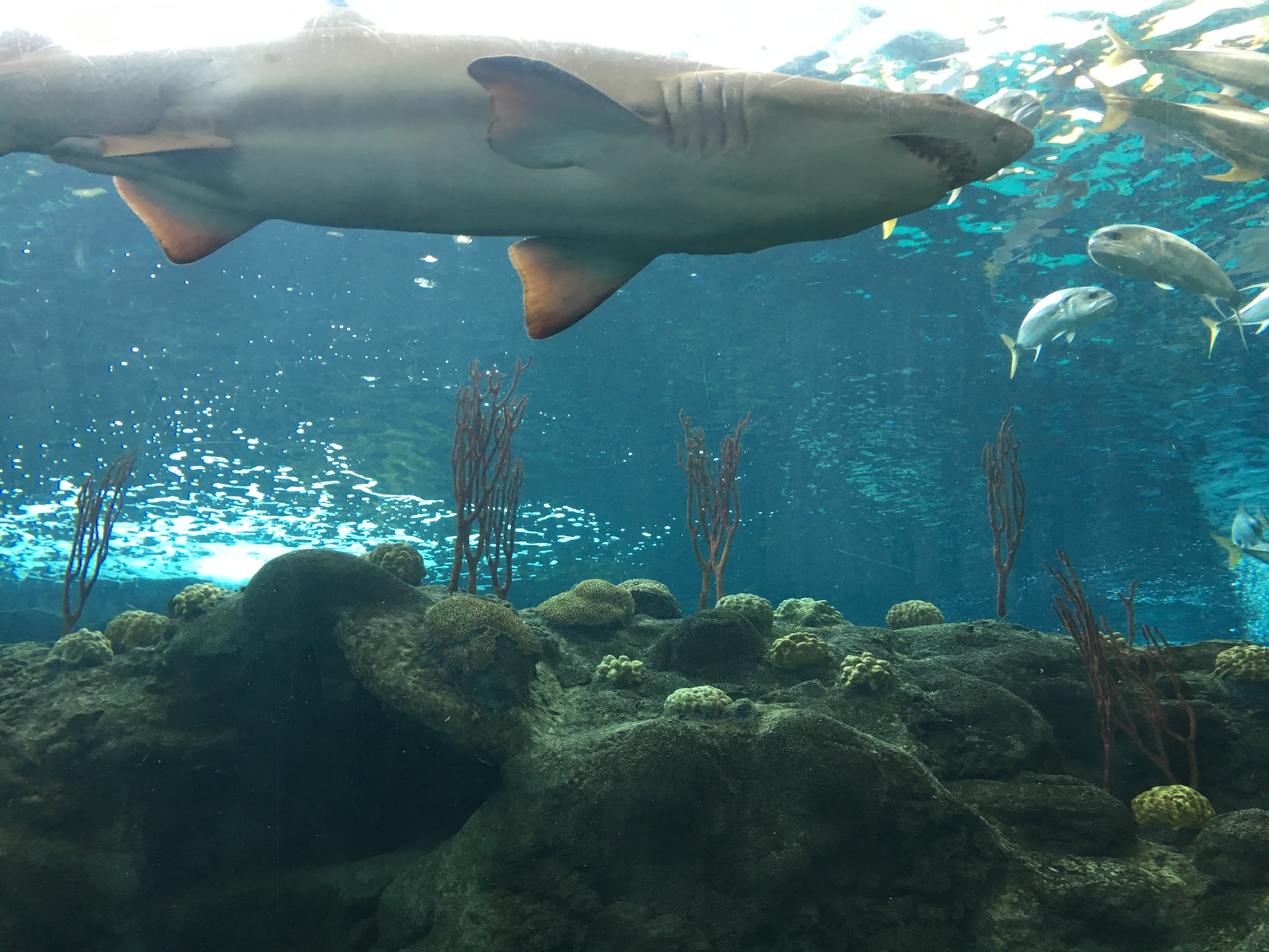 The Florida Aquarium - Architect US